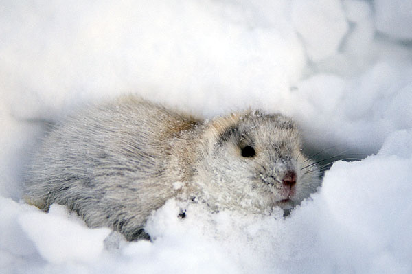 Collared Lemming