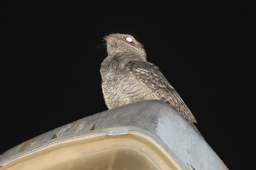 Birds of Saudi Arabia: Montane Nightjar - Tanoumah