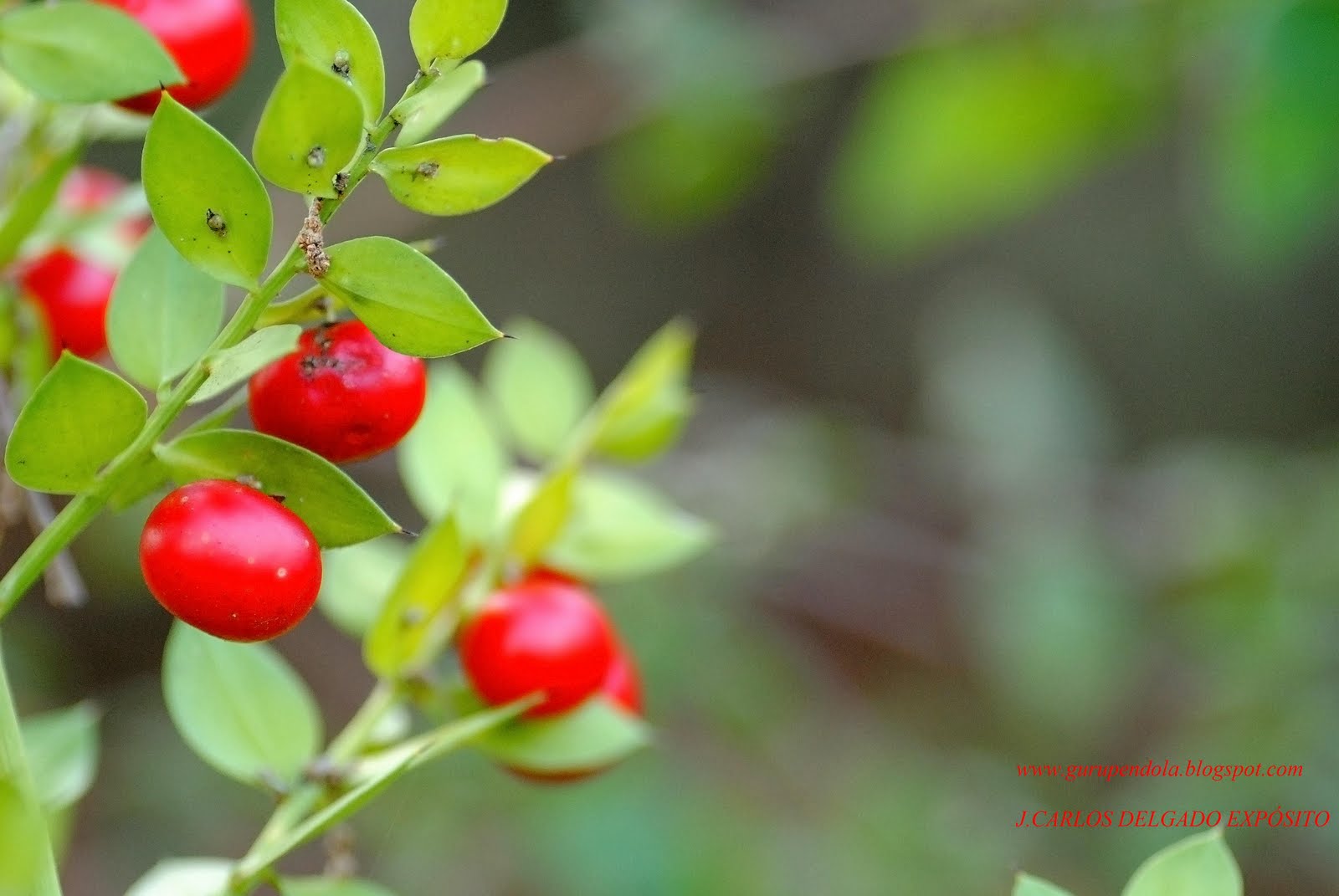 gurupendola: RUSCO (Ruscus aculeatus)