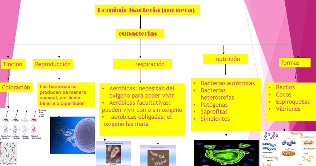 Blog de biologia rosi: dominio bacteria