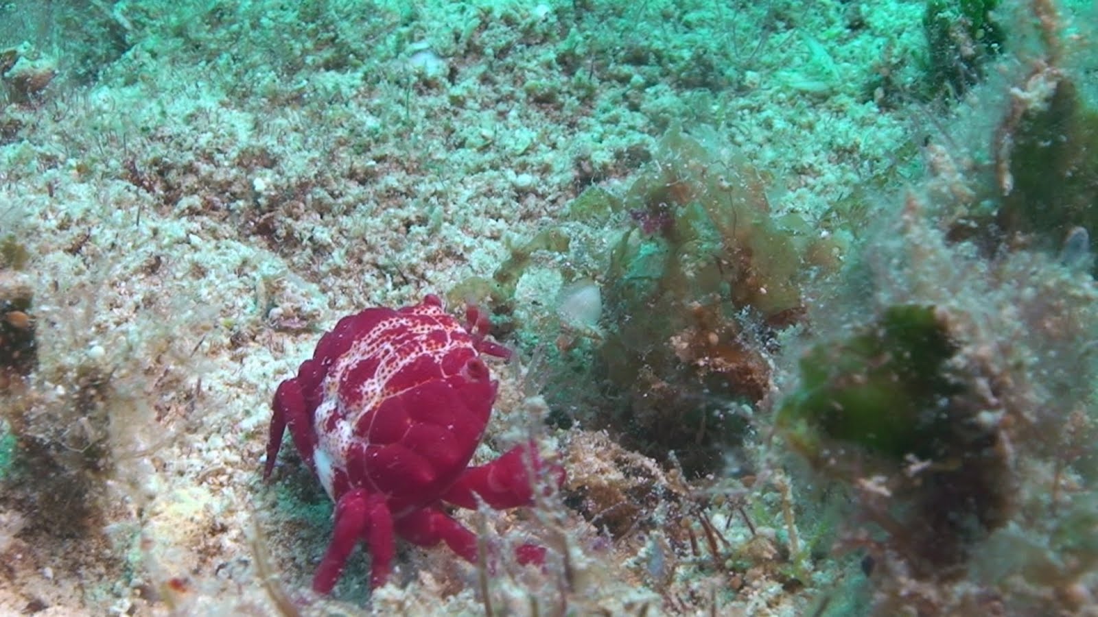 Variety of Life: Xanthidae