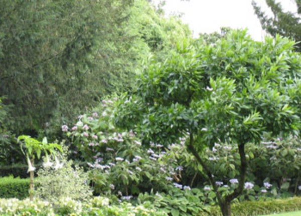 French Vocabulary Illustrated: hallier