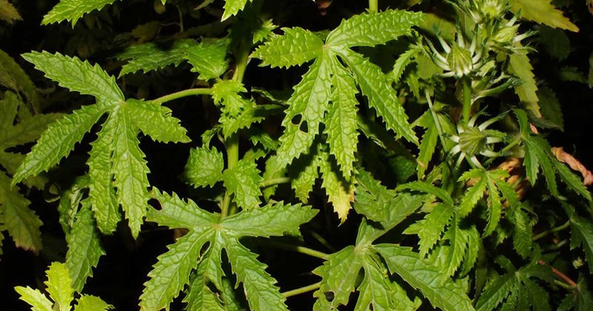 Medicinal Plants: Hibiscus radiatus, Monarch Rose-mallow, Mrambos merah ...