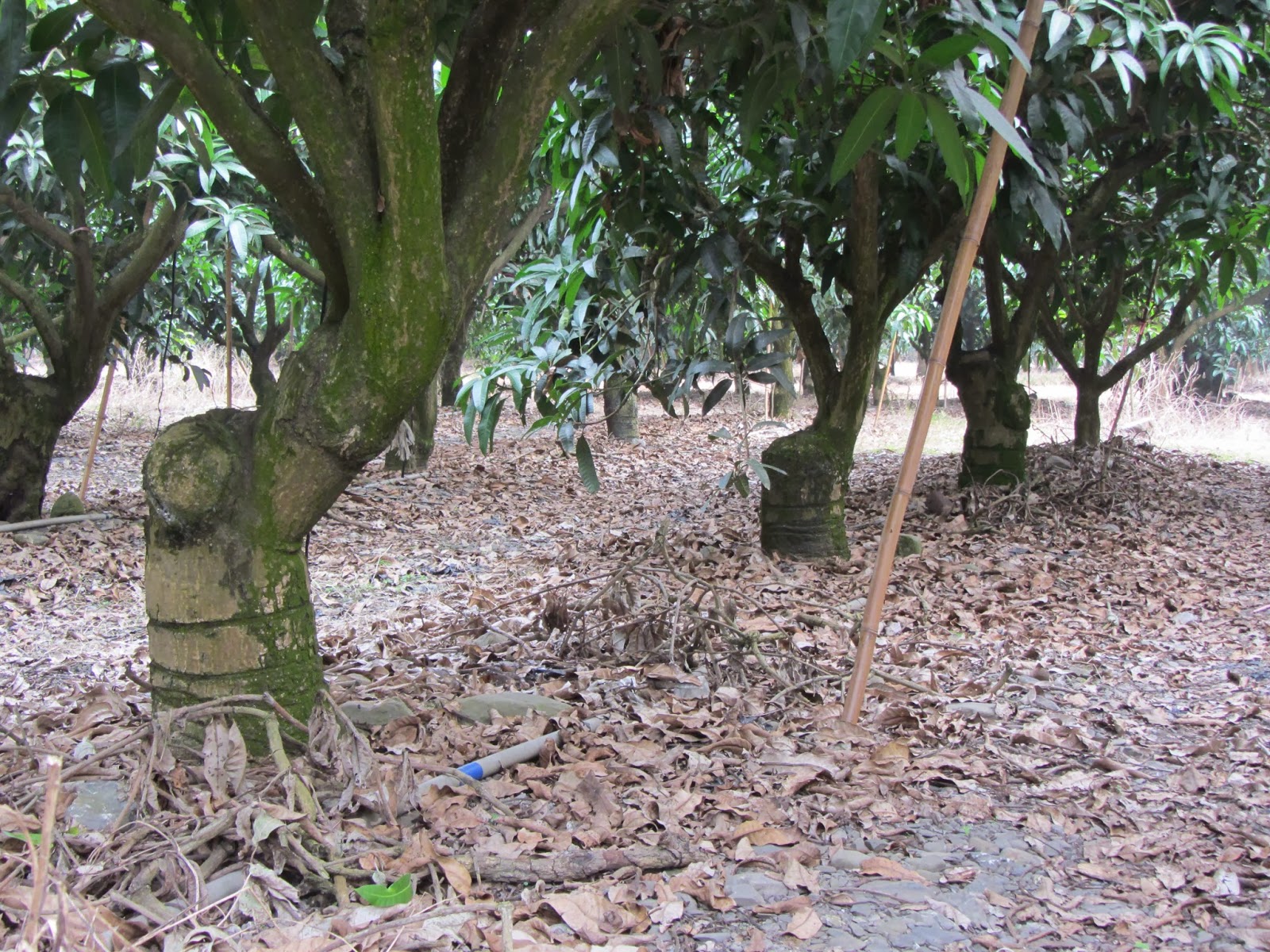 Estudiando Agricultura en Taiwán: Árboles de mango en diversas etapas ...