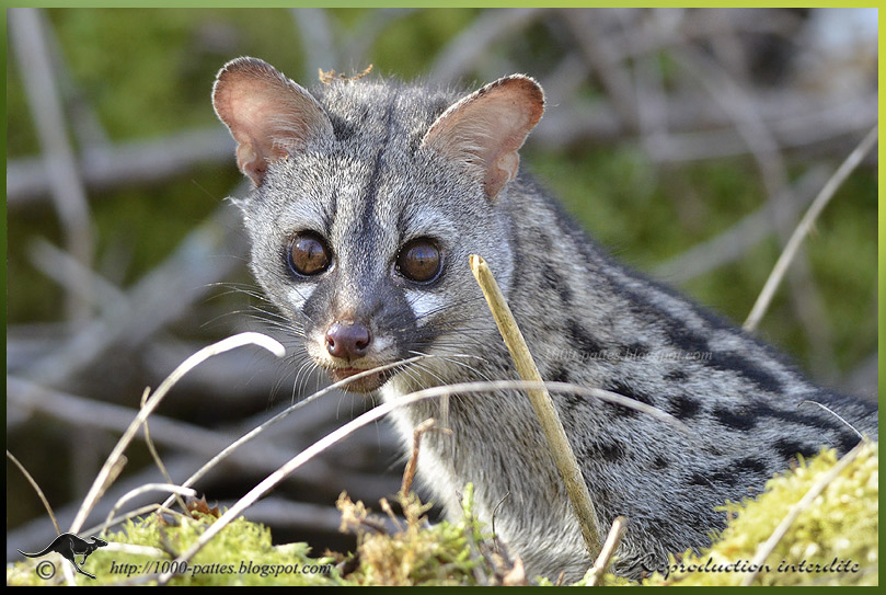 WILDLIFE GATEWAY: La Genette