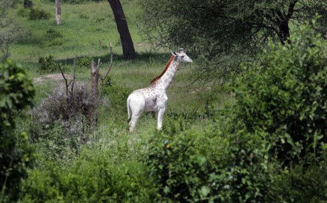 White Wolf : Incredible photos show a rare White giraffe grazing in the ...