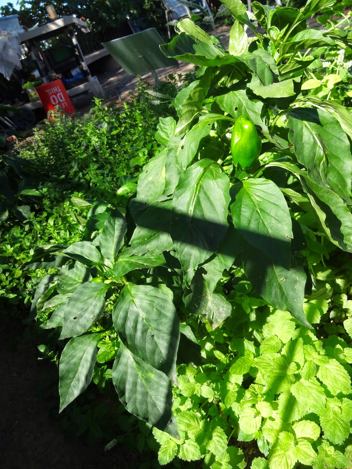 The Scientific Gardener: Visiting the U of A Pima County Extension Garden