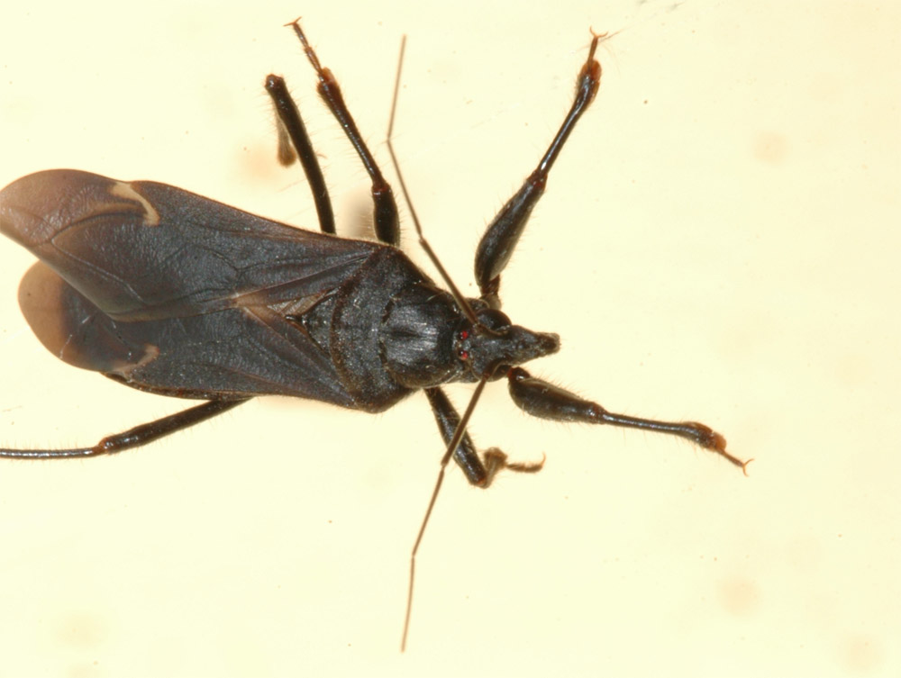 The Nature of Robertson: Assassin Bugs come in after Moths, but get ...