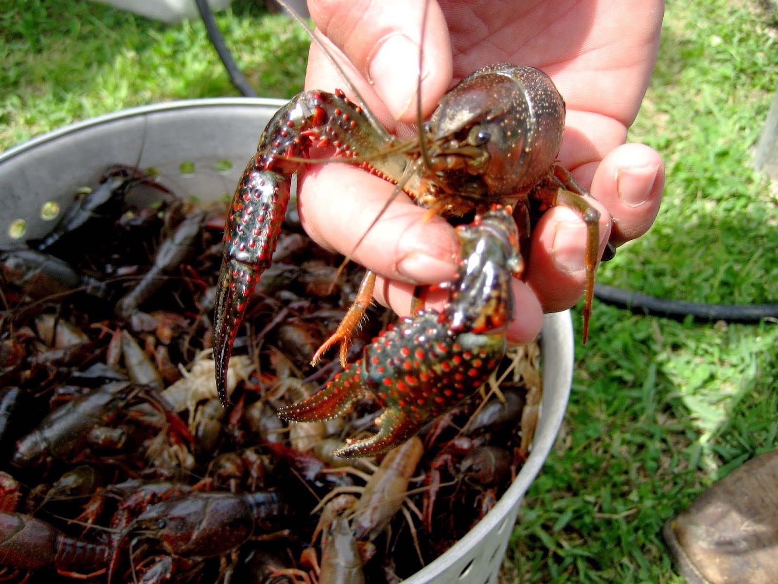 Living Rootless: July 2014