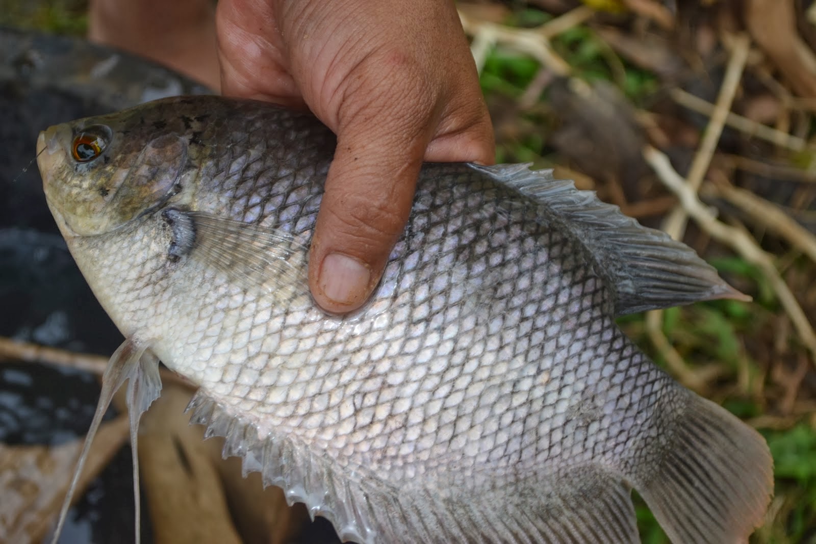 Ternak Ikan Gurame | RajaGurame.com: Jual Bibit Gurame Mutu Terbaik