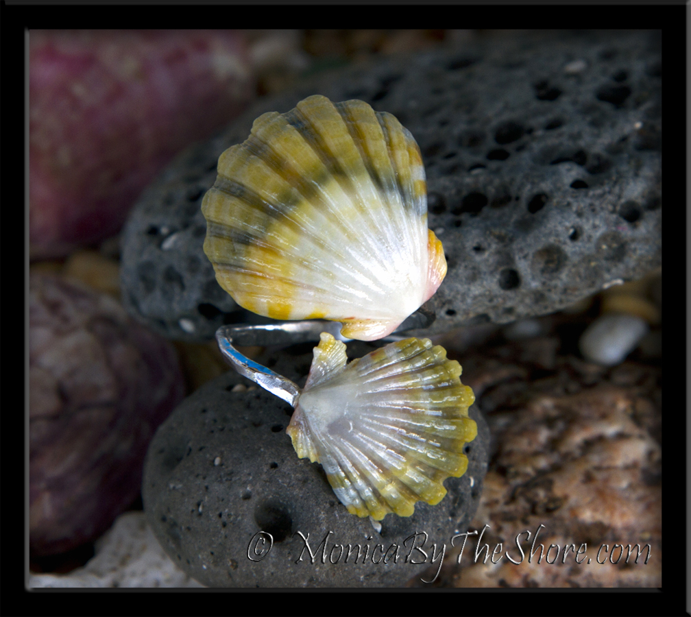 Monica's Blog: Sunrise Shells Rings & Shell Earrings by ...