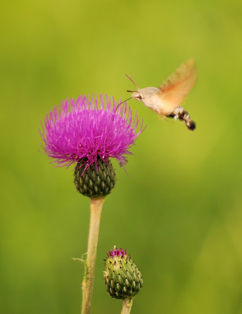 PhotoMarian: Macroglossa stellatarum (molia sau fluturele colibri)