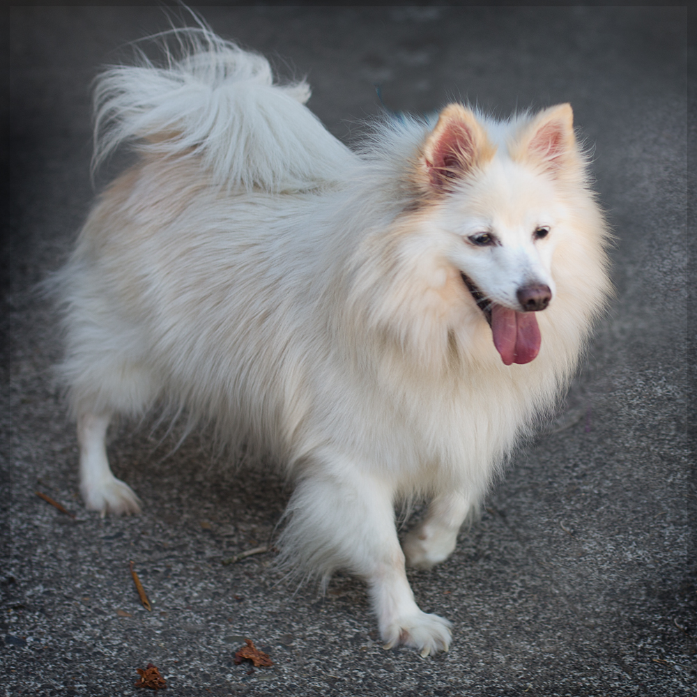Shelter Dogs of Portland: "YOSHI" american eskimo mix ...MYA" chi mix ...