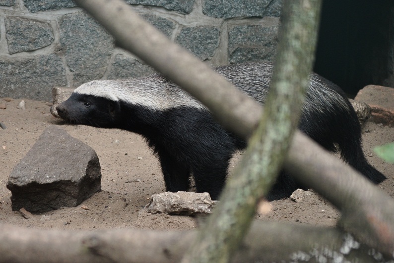 ZOOTOGRAFIANDO (6.100 ANIMALS): RATEL / HONEY BADGER (Mellivora capensis)