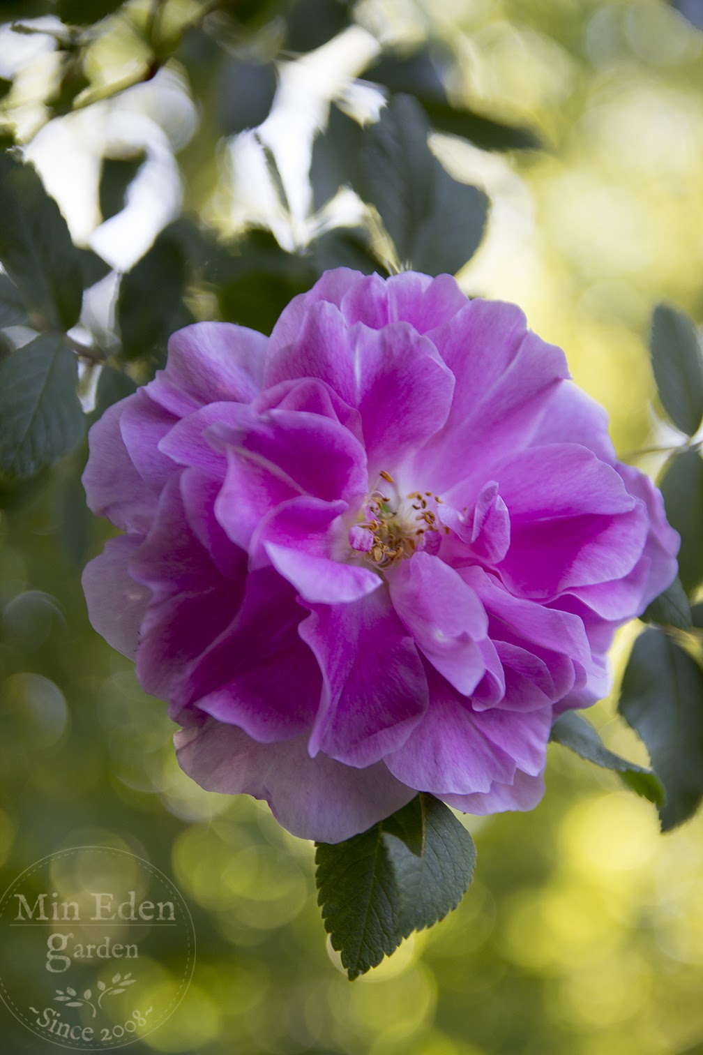 Rosorna just nu - MinEden Trädgårdsblogg Puutarhablogi Gardenblog