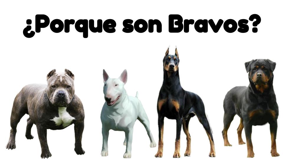 Chismes y Tendencias: ¿Que hace a algunos perros Agresivos?