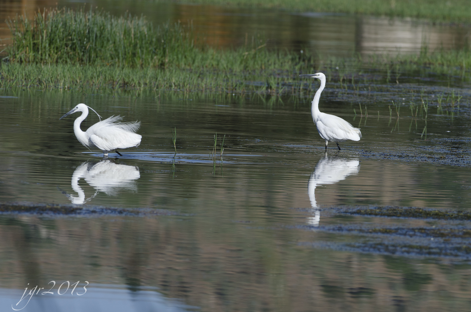 Fotografia, naturaleza y más.: GARZAS COMUNES