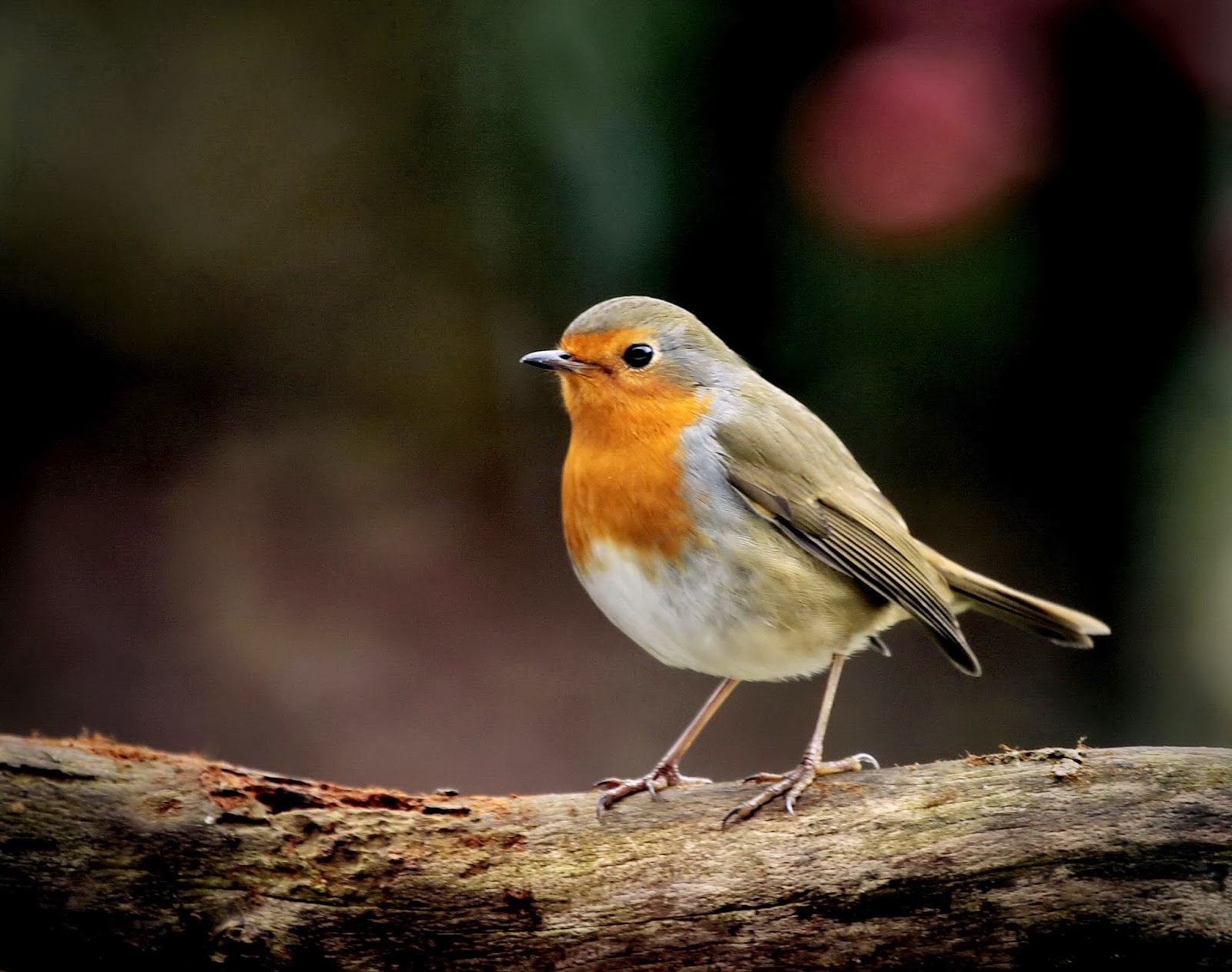 Mijn natuur: Roodborstje