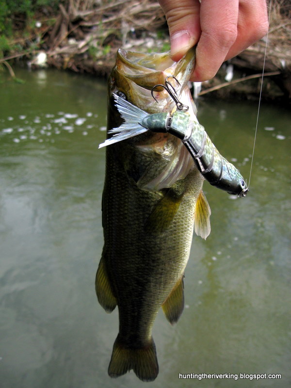 Real Fish Bait HardBait Shad Swimbait Review + Video - Hunting the ...