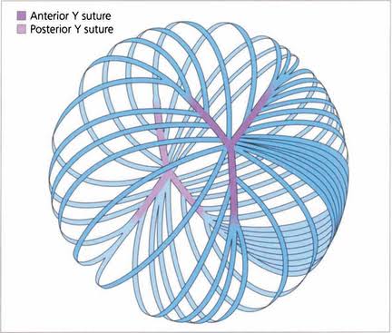 Optometry: LENS :- Definition, Function