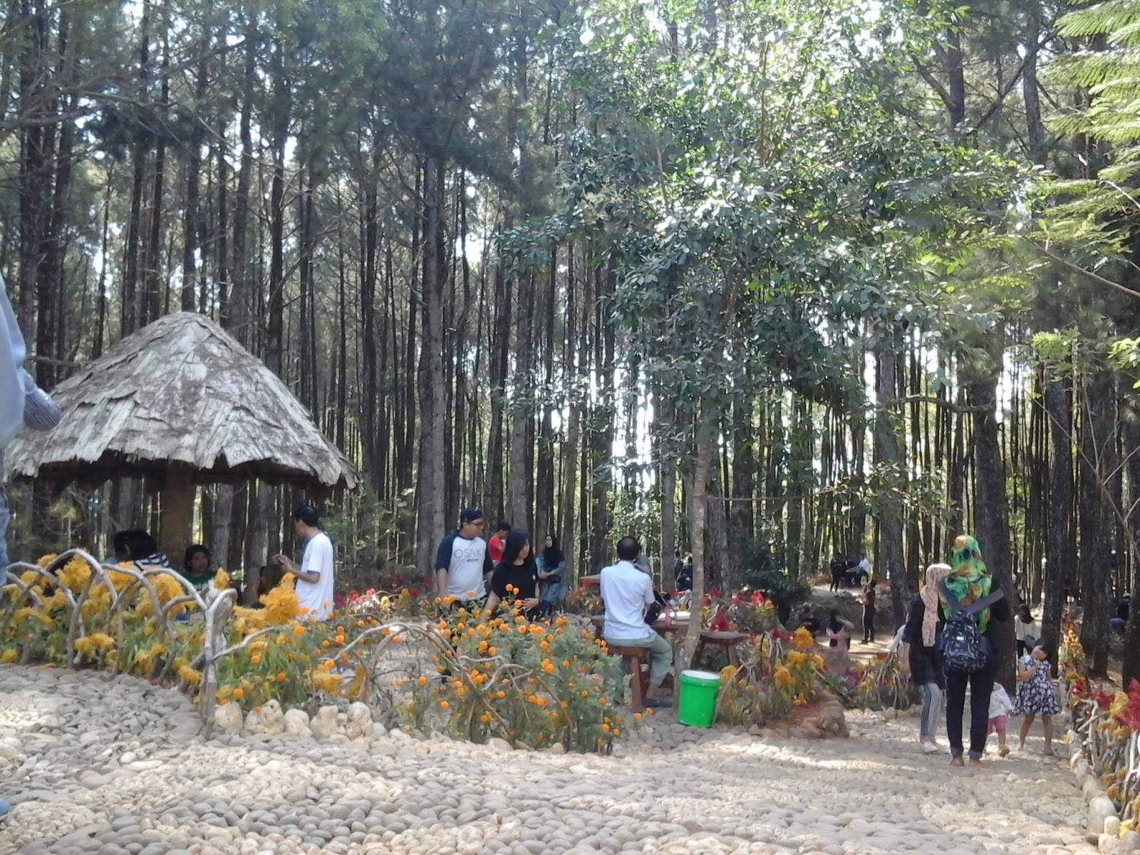 Puncak Hutan Pinus Pengger dan Mangunan Yogyakarta - Bloggin Up