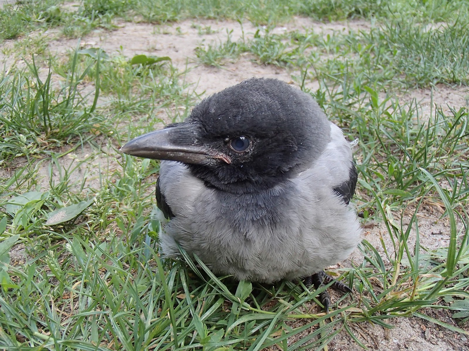 MOJA MENAŻERIA : Wronka albo wronek