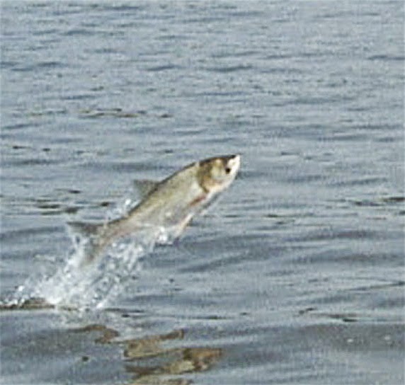 outdoorscribe: May 2014