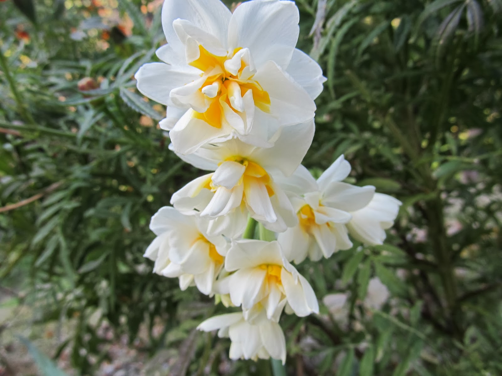 Cittaslow Botanik Park: NERGİS ÇİÇEĞİ VE HİKAYESİ