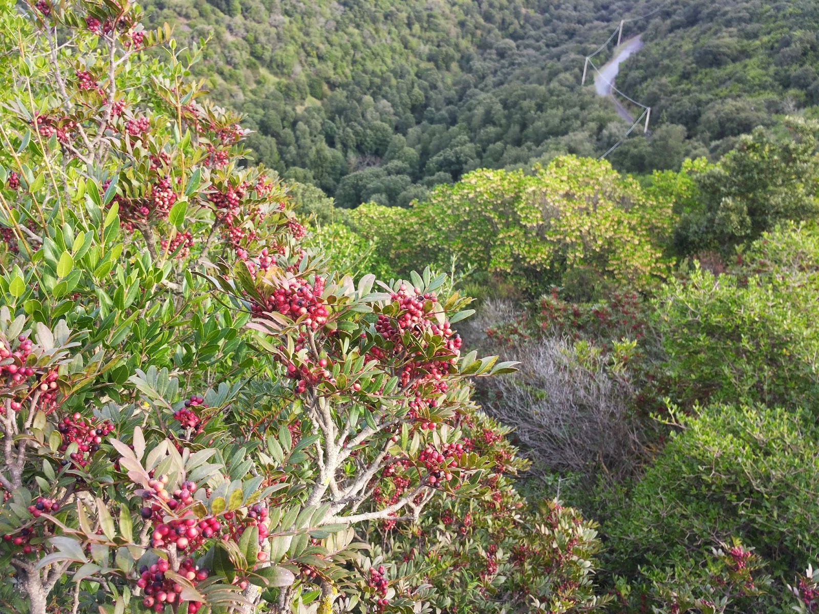 Inside Sardinia: Macchia Mediterranea. Lentisco e olio di lentisco