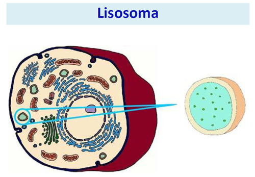 Mitocondria y Lisosomas