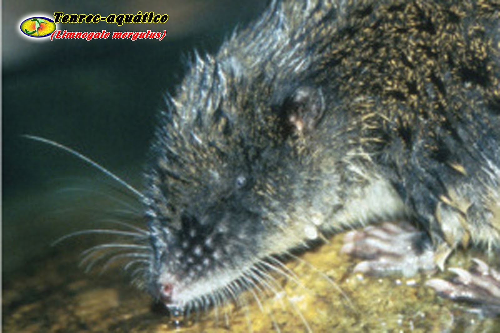 Mamíferos: Tenrec-aquático (Limnogale mergulus)