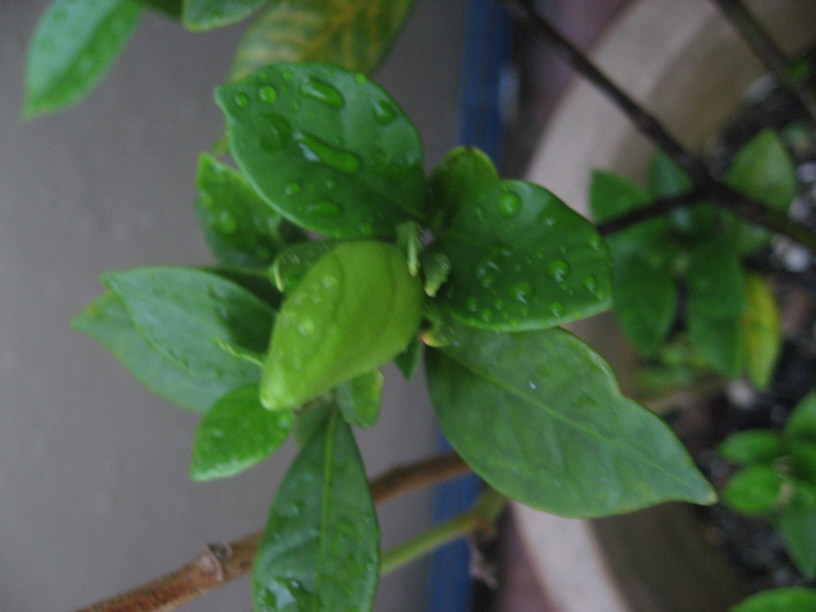 SweetieSaQi: Bunga Cina or Gardenia Augusta (scientific)