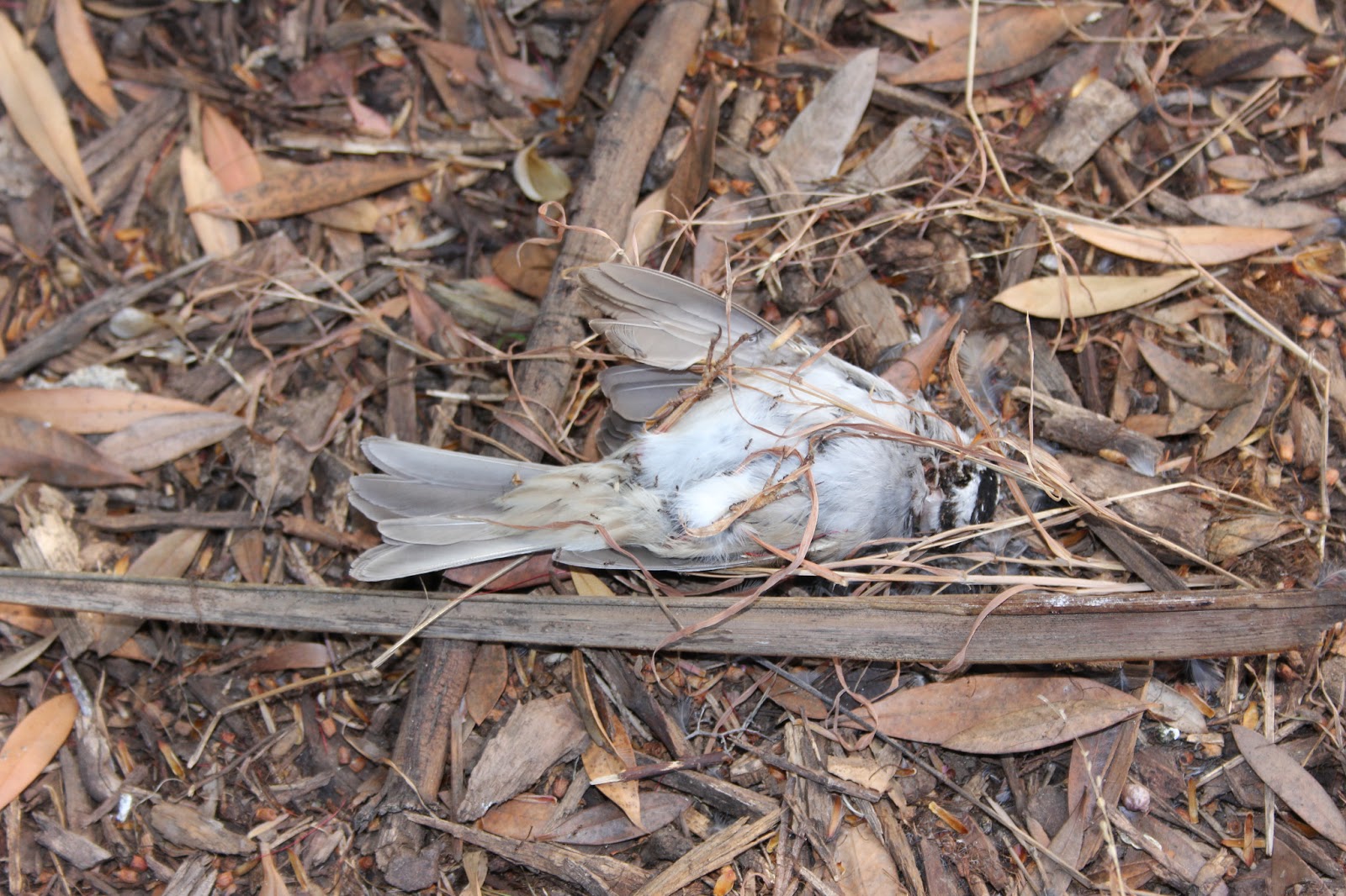 Dear Person Reading This,: March 2013