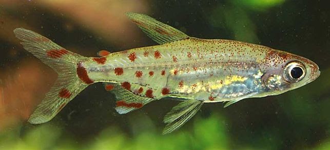Alma d'Água: Peixes / Characiformes / Alestidae
