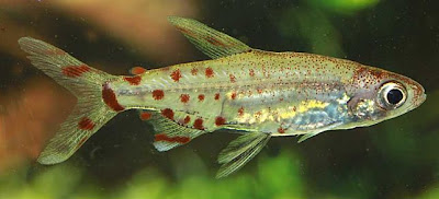 Alma d'Água: Peixes / Characiformes / Alestidae