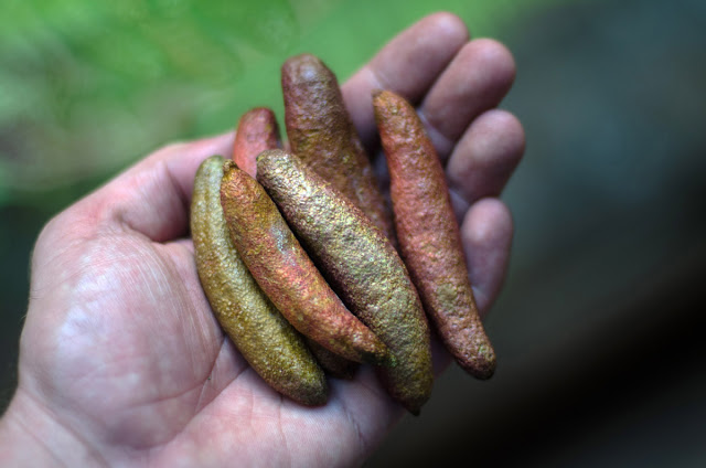 Citrus Enthusiast: Australian Finger Lime
