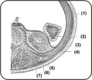 Radiologist For Ever: Renal rule 1 : Anatomy