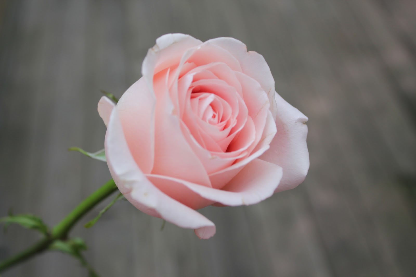 Toracellie: My Pretty Little Rose