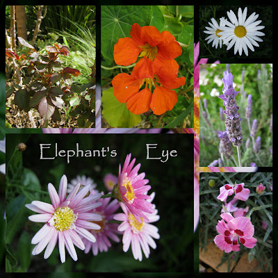 Elephant's Eye: Wildflower Wednesday in August 2012