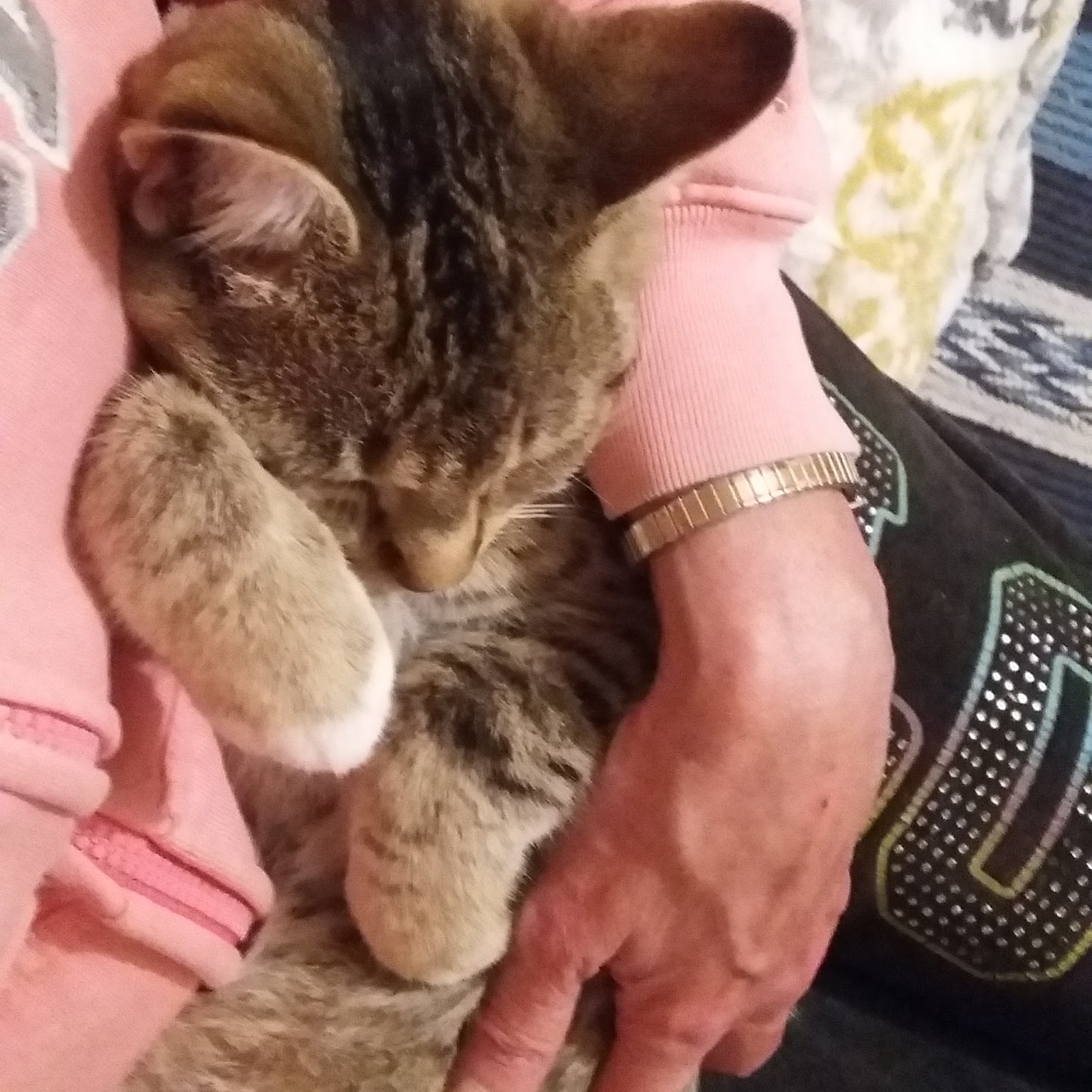 Bonnie's Thoughts & Jots: More about Aslan (of course)