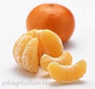 Introduction to Citrus in Pakistan and List of Local Varieties