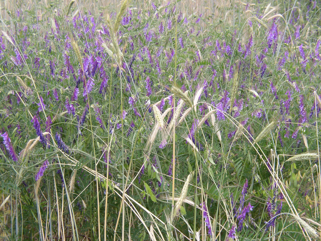 Connecticut NOFA: Multiple Purpose Cover Crops