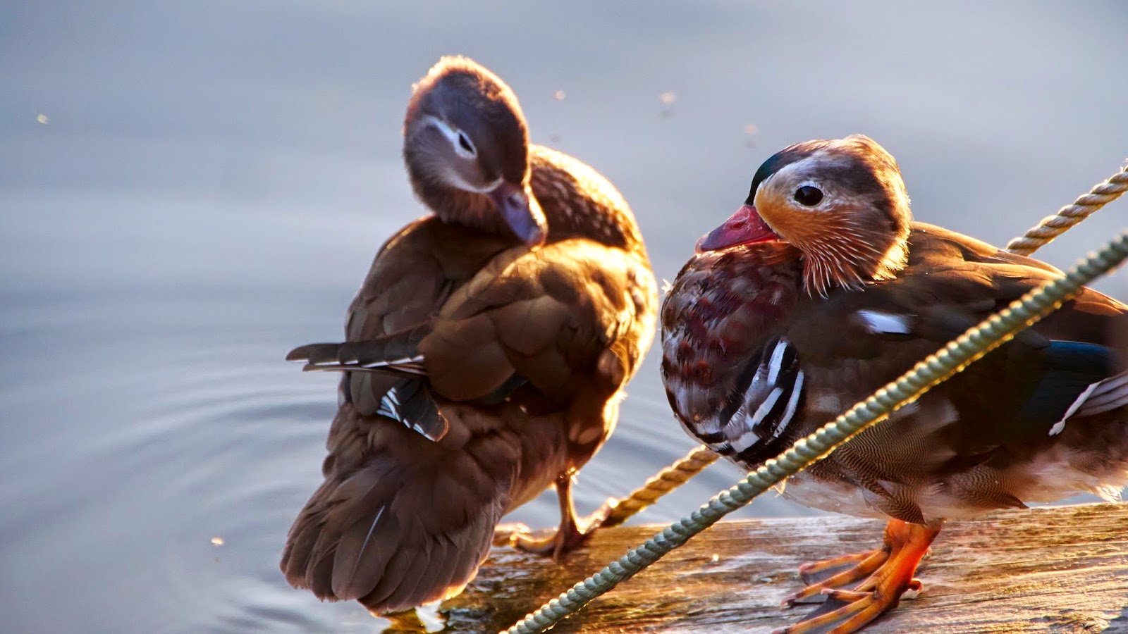 Thames Nature Notes: Another 'homeless' duck!