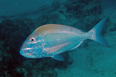 JOLTHEAD PORGY FISH ~ Everything About Fish