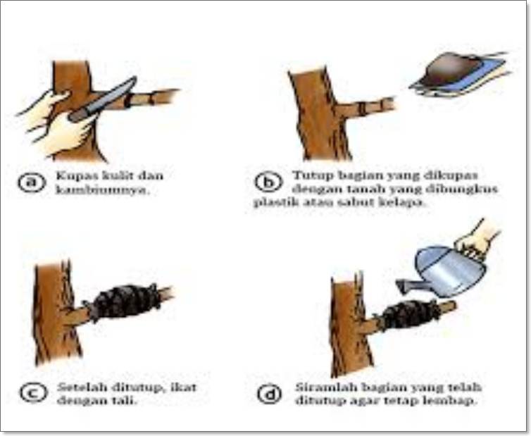 Pengertian mencangkok menyetek dan merunduk pada tanaman - Manfaat ...