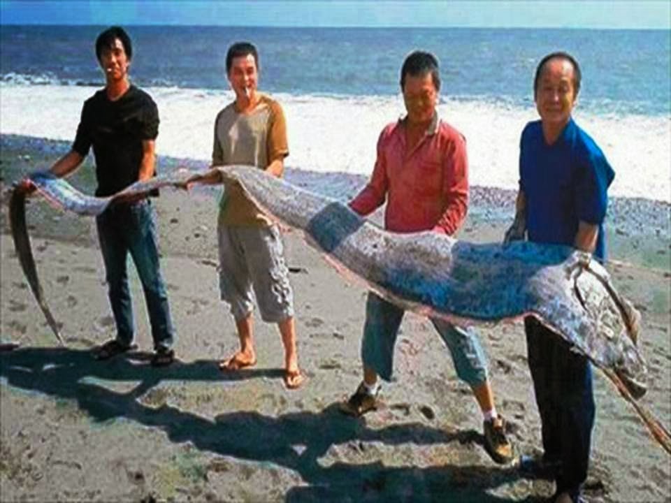 Giant Oarfish hooked on Taiwanese Coast - Oct 28, 2013
