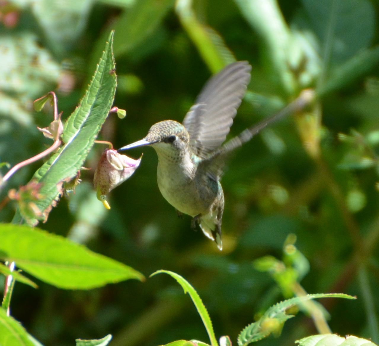 Flower Hill Farm: Ruby-throated Hummingbirds Within the Late Summer Garden
