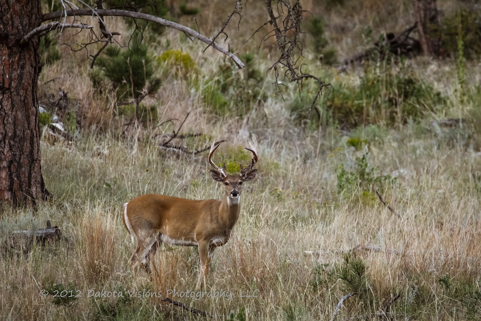See You Behind the Lens... : Beautiful Buck in Custer State Park