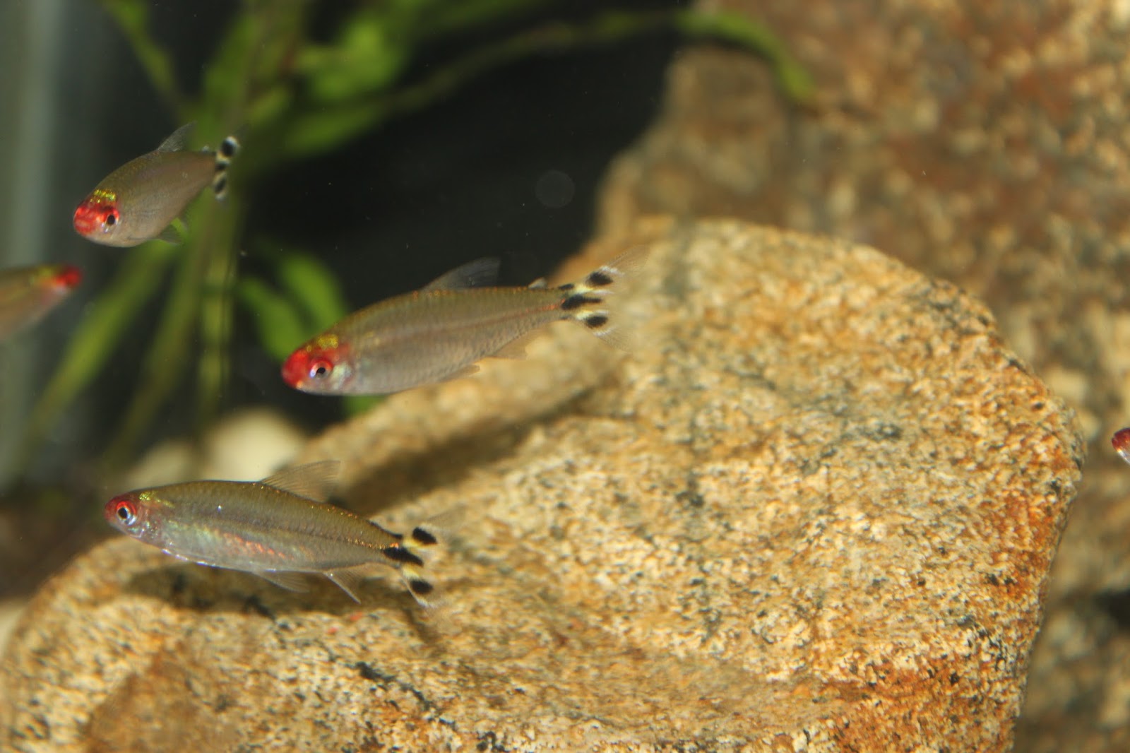 Amazing Fish: Hemigrammus Rhodostomus