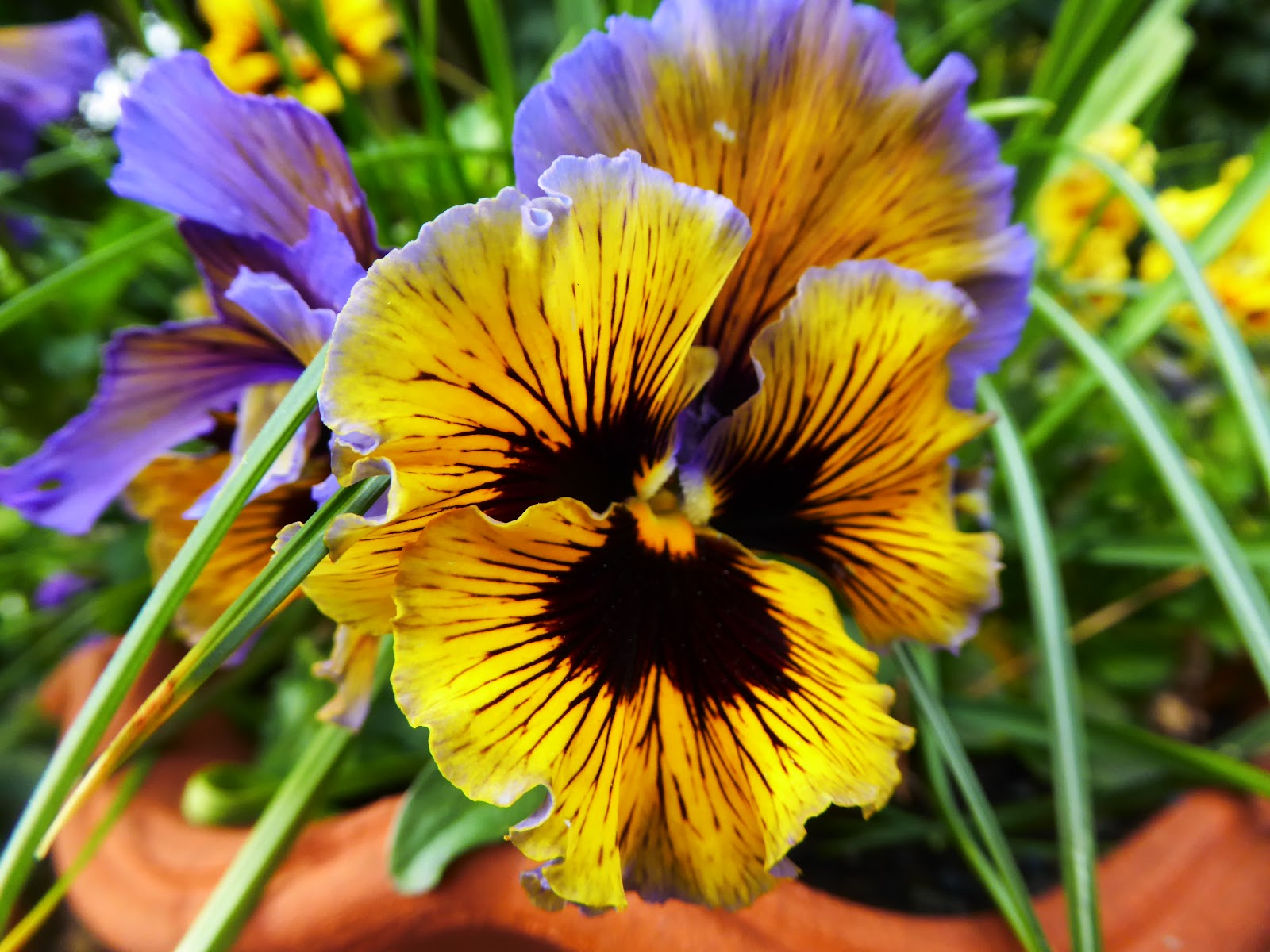 Jane's Journal: Rusty love